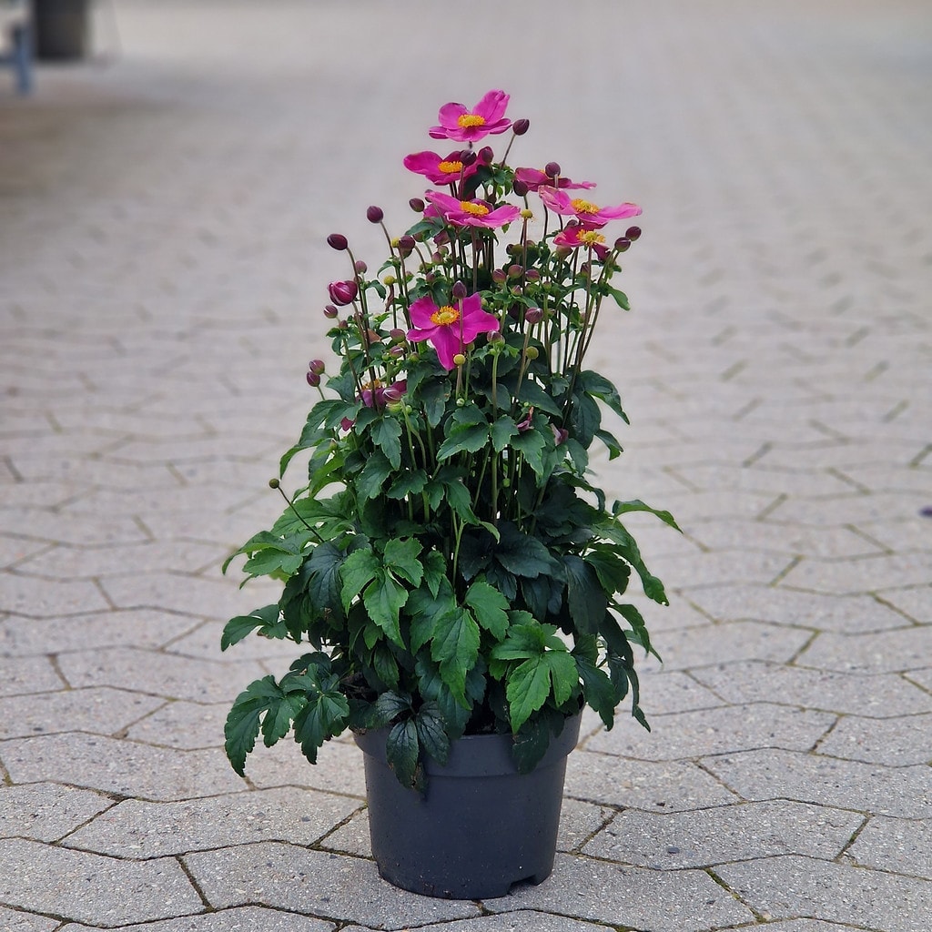 Høstanemone Emmy Deep Rose Anemone Hupehensis Emmy Deep Rose 3